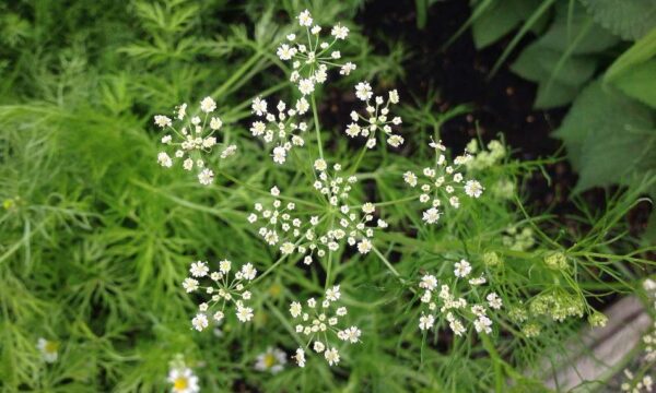 Chimion: Informatii despre chimion, beneficii si contraindicatii