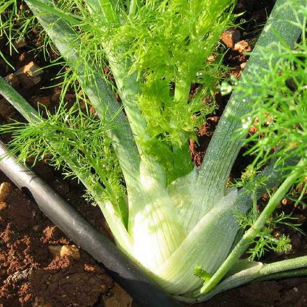 Fenicul: Informatii despre fenicul, beneficii si contraindicatii