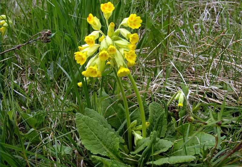 Ciubotica cucului beneficii si contraindicatii, informatii