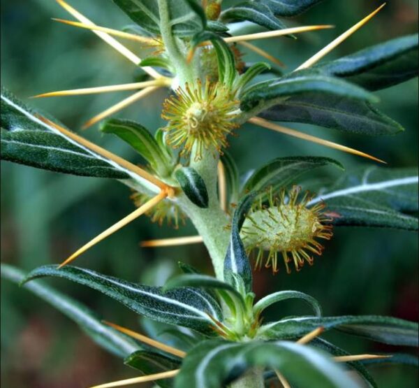 Informatii despre ghimpe, beneficii si contraindicatii