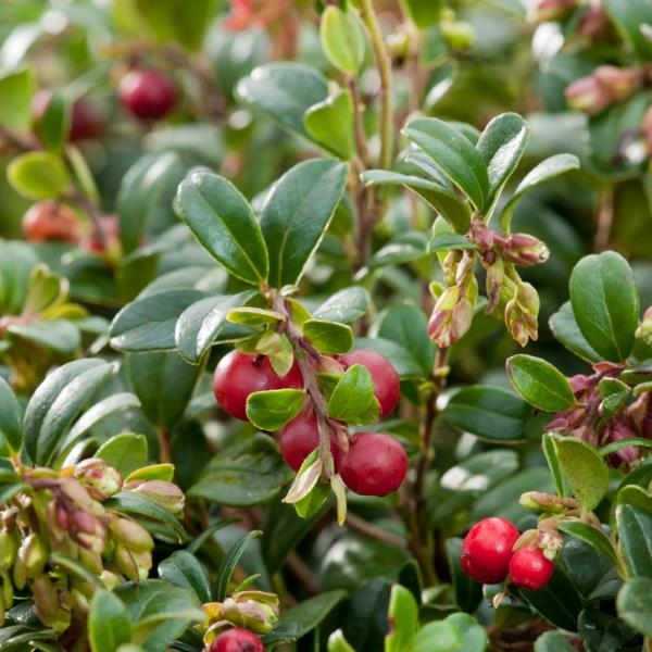 Merisor: Informatii despre merisor, beneficii si contraindicatii