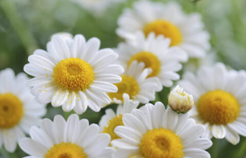 Musetel: Informatii despre musetel, beneficii si contraindicatii