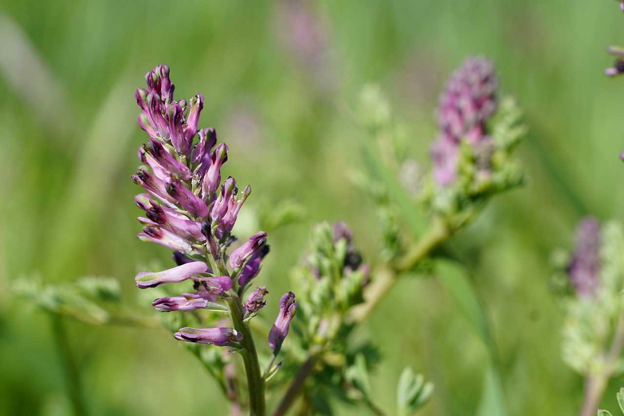 Fumarita beneficii si contraindicatii, informatii despre fumarita