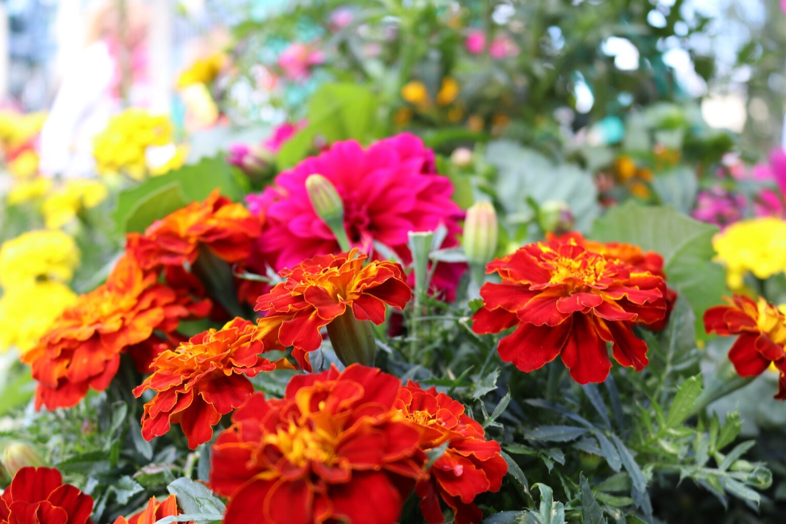 Craite: Informatii despre craite, beneficii si contraindicatii,