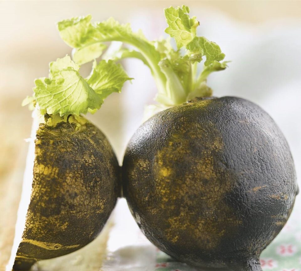 Ridiche neagra: Informatii despre ridichea neagra, beneficii