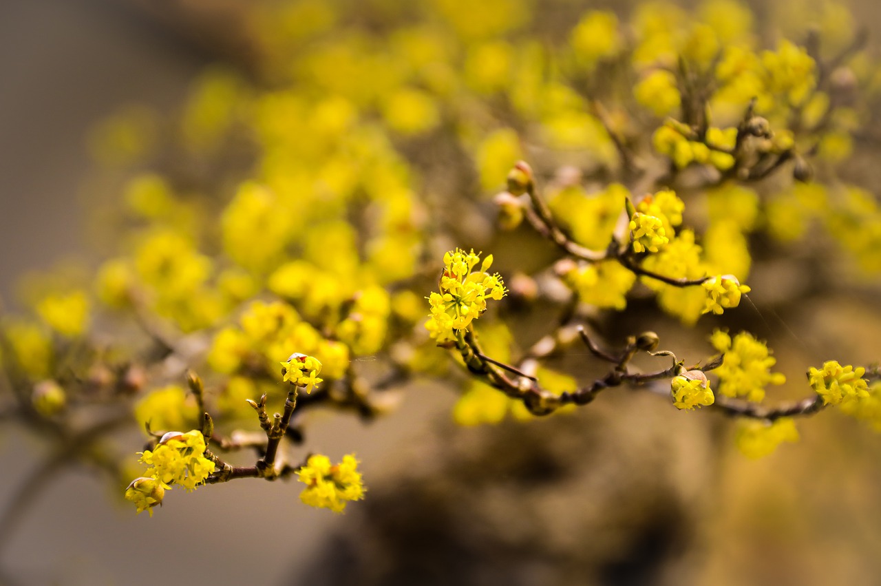 Coarne: Informatii despre coarne, beneficii si contraindicatii, ceai