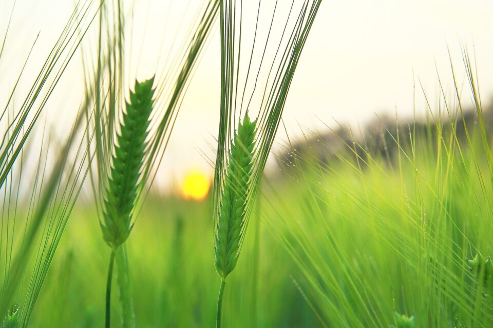 Orz-Informații despre Orz, Beneficii, Rețete și Contraindicații