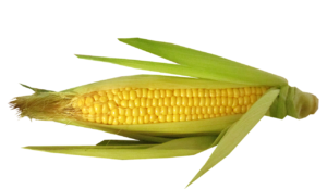 Porumbul - Informatii despre porumb, beneficii si contraindicatii